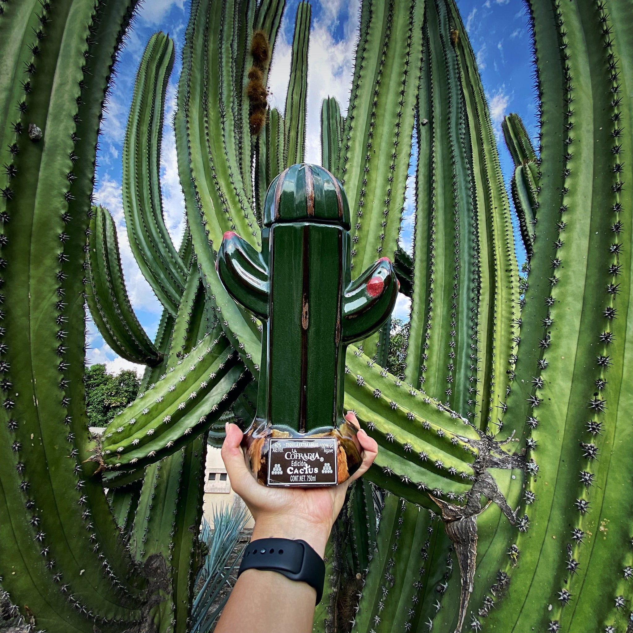 Cactus Reposado 750ml – TIENDA TEQUILA COFRADIA